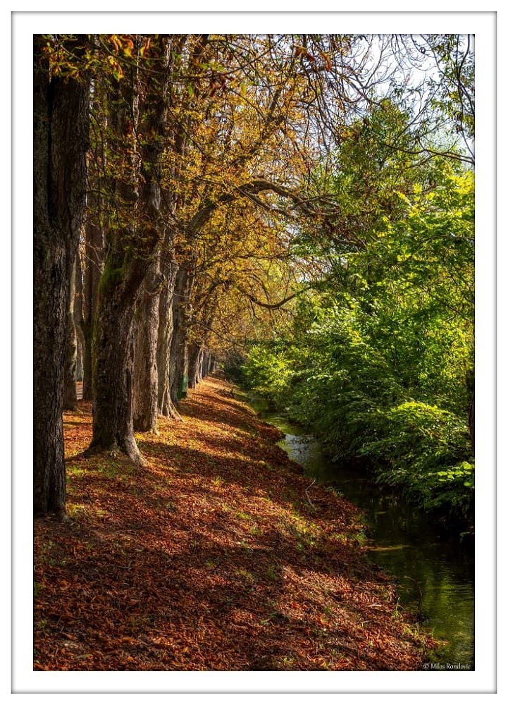 Milos Rondovic | Photography store